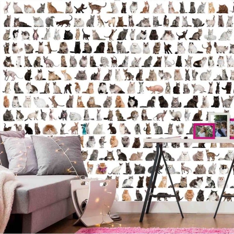 Cat Wall Mural | About Murals