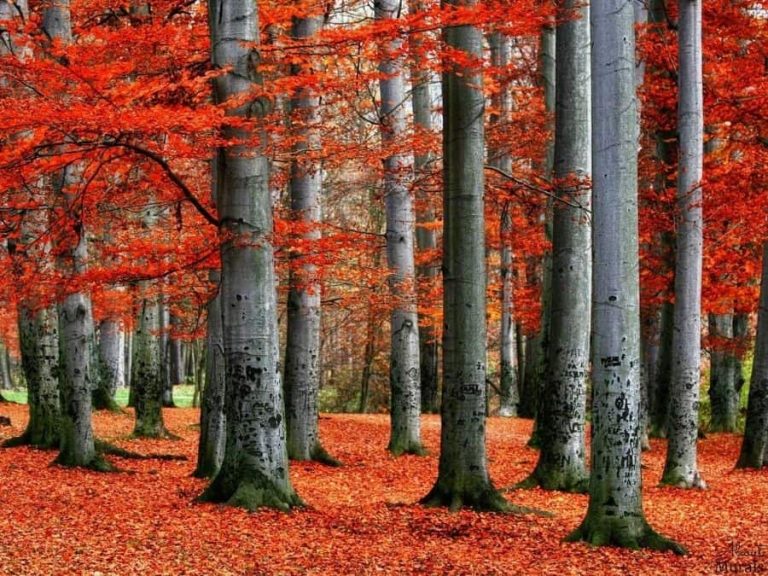 Red Forest Wallpaper | About Murals