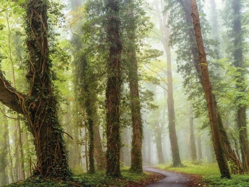 Forest Theme Wallpaper | About Murals