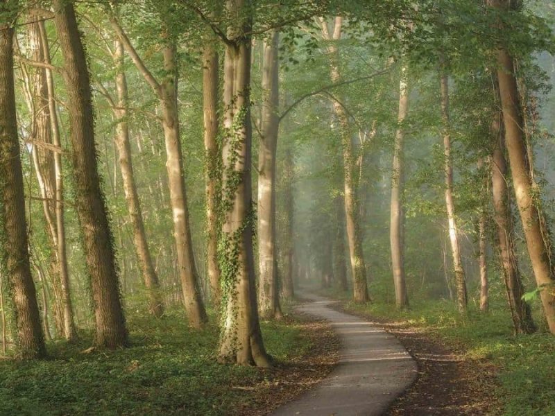 Natural Forest Wallpaper | About Murals