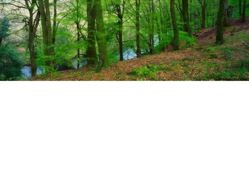 Ireland Forest Wallpaper | About Murals