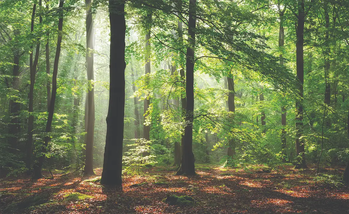 Enchanted Forest Wallpaper